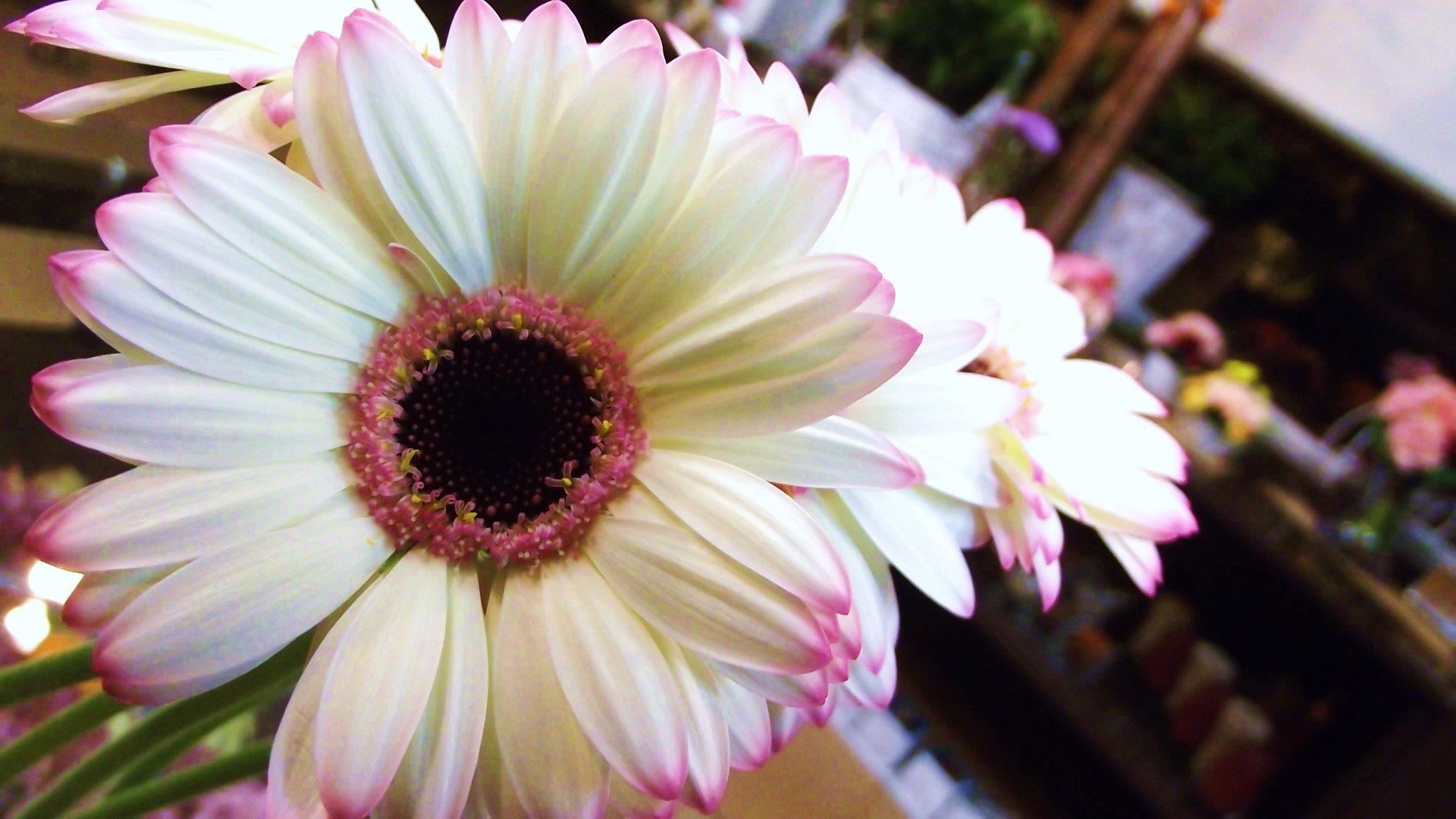 ガーベラ･アイライン | 帯広市・花屋 | お花の事ならM's flower